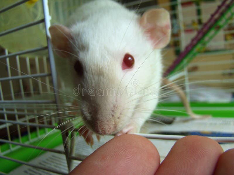 Rat stock image. Image of eyes, rats, tail, white, mustache - 178078507