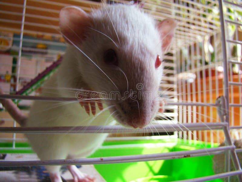 Rat stock photo. Image of tail, mustache, mouse, eyes - 178078516