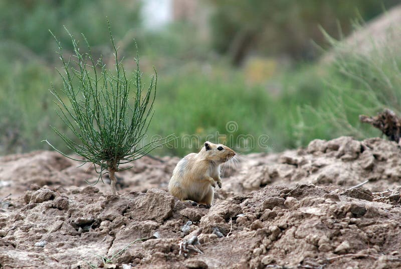 Rat in the desert stock image. Image of wild, eyes, creature - 52917911