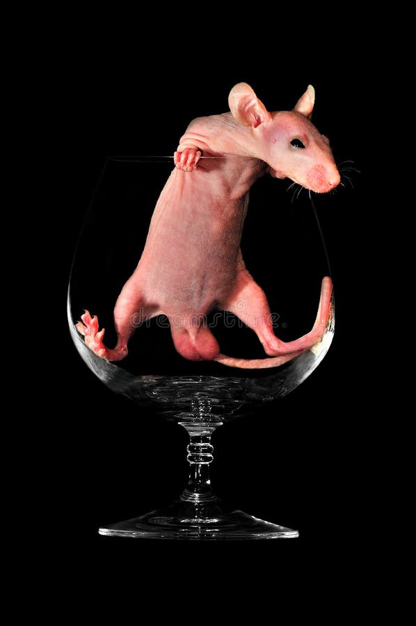 Rat in a wine-glass stock photo. Image of tail, bald, spred - 6557820