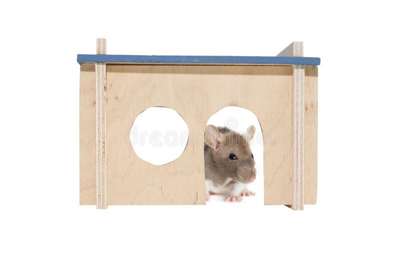 Rat in a wooden house stock image. Image of wooden, small - 78325763