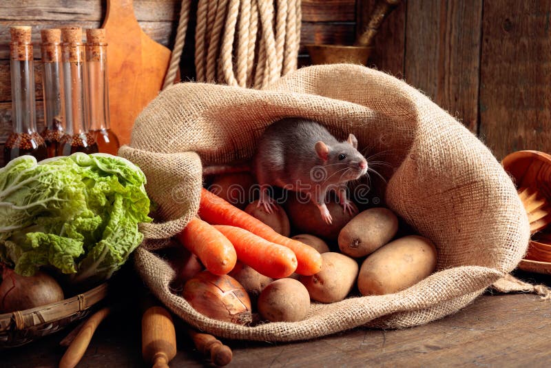 Rat on a Wooden Table with Vegetables and Kitchen Utensils Stock Photo ...