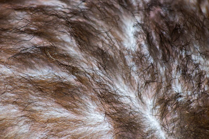 Rat wool texture is macro stock photo. Image of gray - 127603974