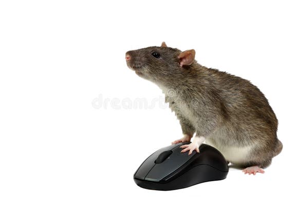 Rata foto de archivo. Imagen de rata, pelo, roedor, mirando - 11865622