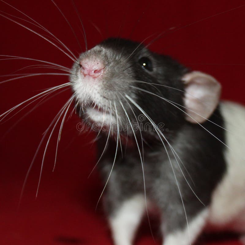 Rata encapuchada imagen de archivo. Imagen de encapuchada - 18505521
