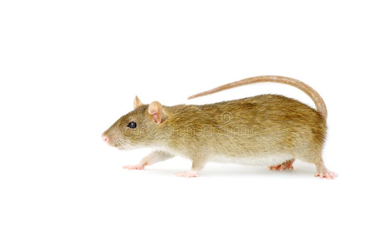 Rata imagen de archivo. Imagen de pata, rata, doméstico - 20951751