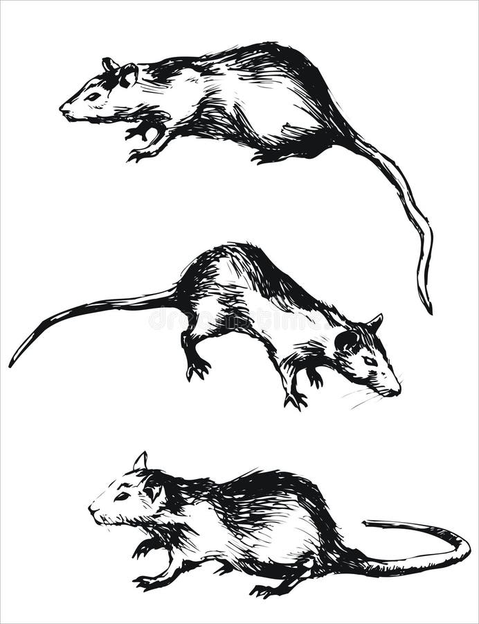 Rata stock de ilustración. Ilustración de lanas, barbas - 12411992