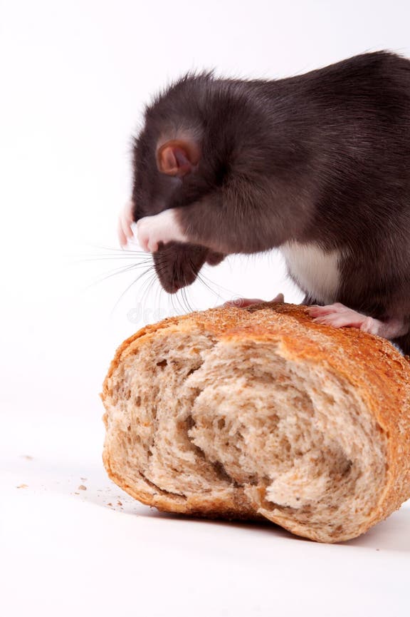 Rata foto de archivo. Imagen de doméstico, mascotas, pata - 3438536