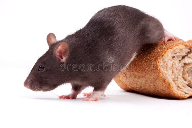 Rata imagen de archivo. Imagen de cola, rata, mirando - 3444941