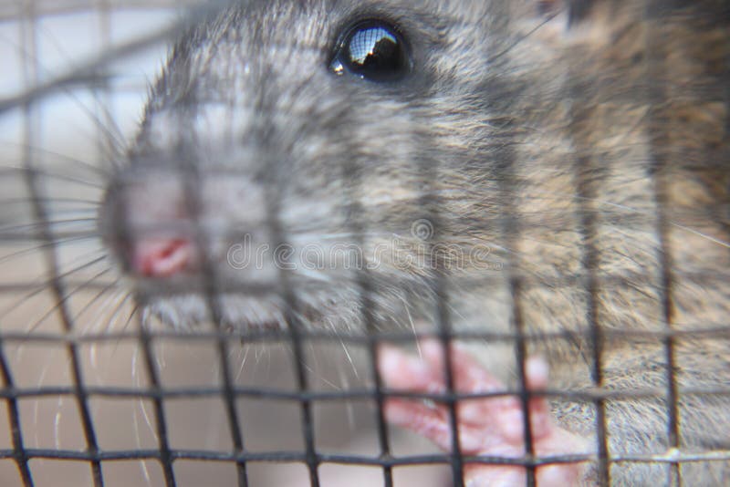 287 Rata Triste Fotos de stock - Fotos libres de regalías de Dreamstime