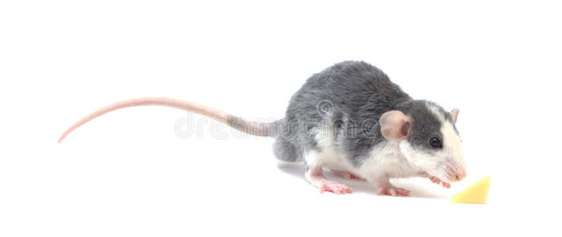 Rata foto de archivo. Imagen de rata, fondos, roedor, aislado - 8232132