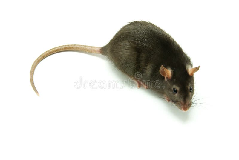 Rata imagen de archivo. Imagen de aislado, pata, cierre - 8718689