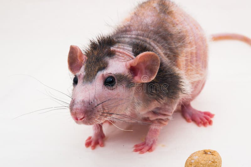 949 La Rata Calva Fotos de stock - Fotos libres de regalías de Dreamstime