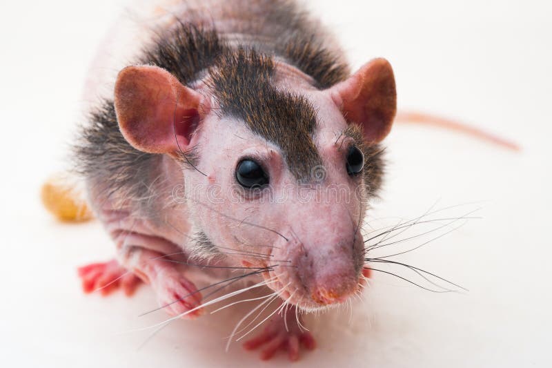 Rata calva de la esfinge imagen de archivo. Imagen de ojos - 77932635