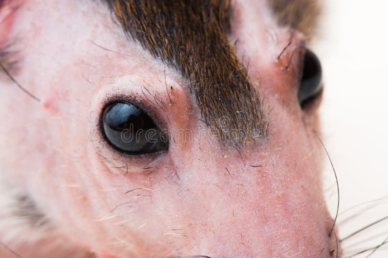 Rata calva de la esfinge imagen de archivo. Imagen de melenudo - 77932711