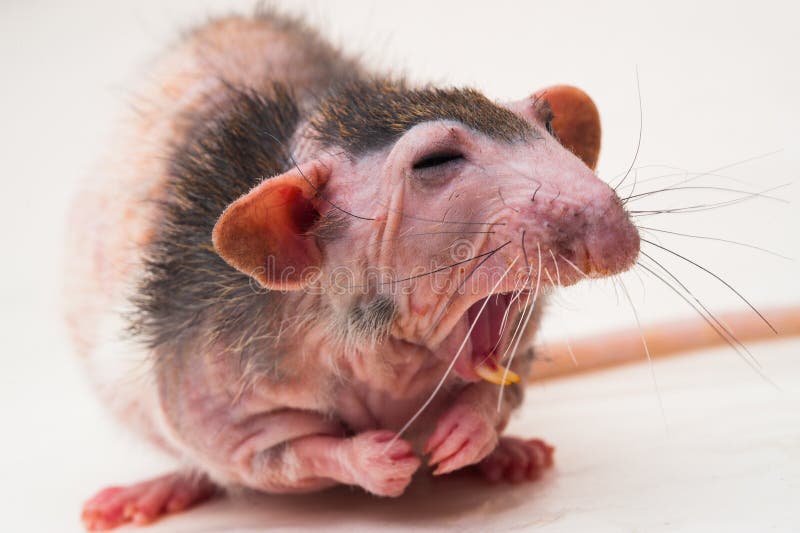 Rata calva de la esfinge imagen de archivo. Imagen de gris - 77933117