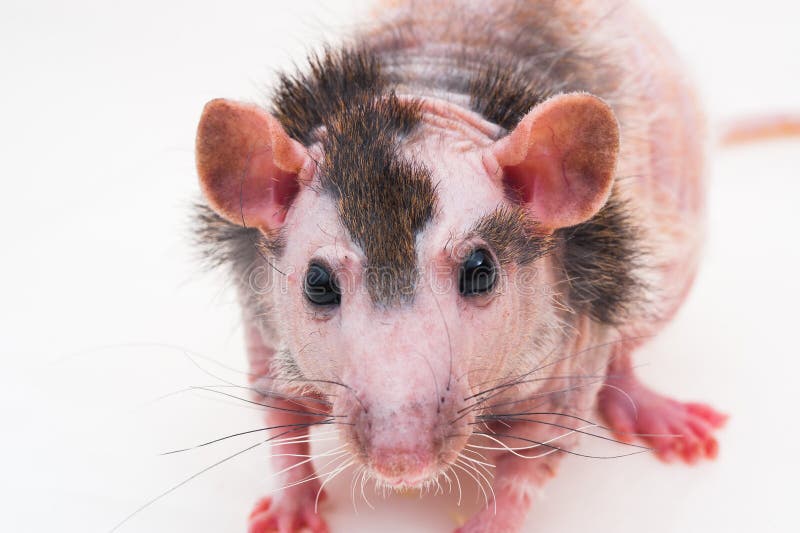 Rata calva de la esfinge foto de archivo. Imagen de cuero - 77935674