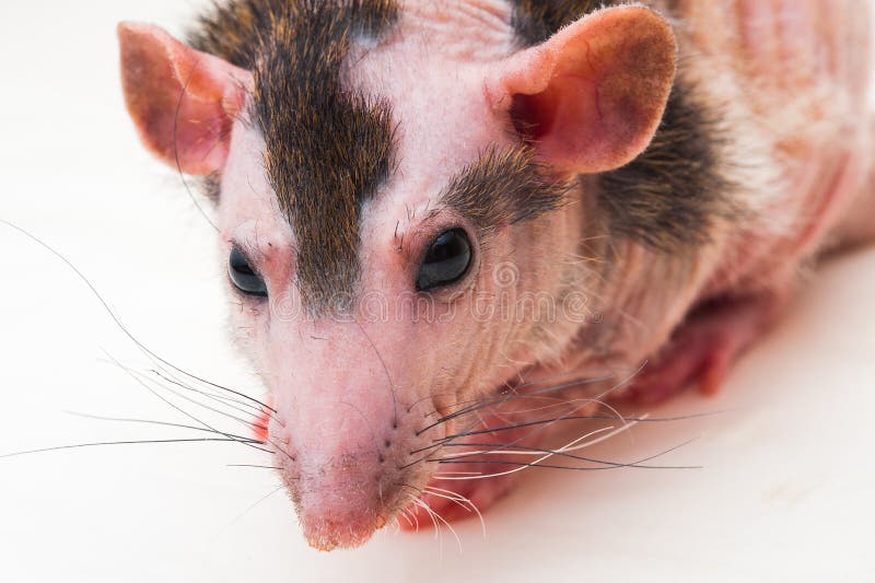 Rata calva de la esfinge foto de archivo. Imagen de cuero - 77935674