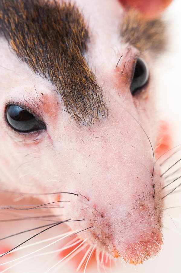 Rata calva de la esfinge imagen de archivo. Imagen de gris - 77933117