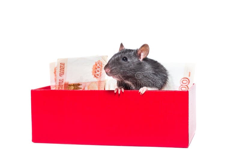 Rata con dinero foto de archivo. Imagen de billetes - 159082740