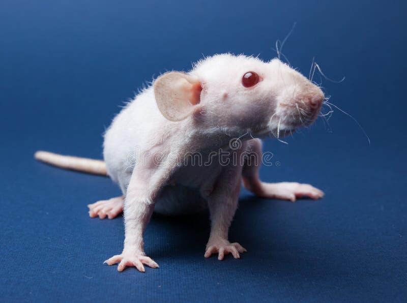 Rata con los ojos rojos imagen de archivo. Imagen de pets - 59126369