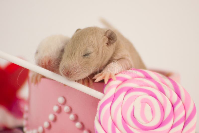 Rata con un gran y dulce imagen de archivo. Imagen de saneamiento ...