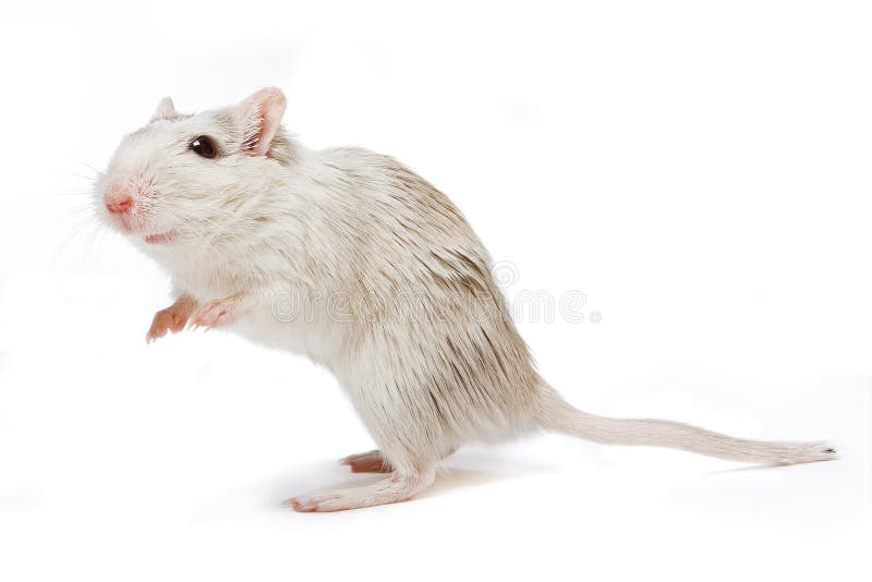 Rata blanco y negro foto de archivo. Imagen de blanco - 10881904