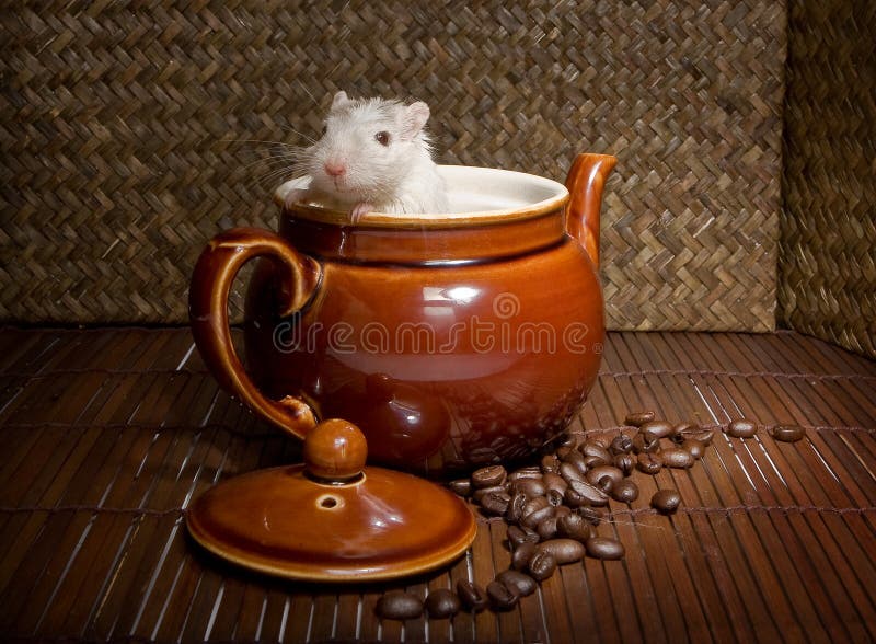 Rata del café foto de archivo. Imagen de retrato, mirando - 9183434