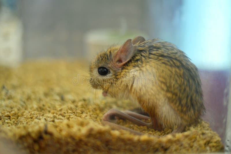 Rata del conejo imagen de archivo. Imagen de granja, presa - 52491203