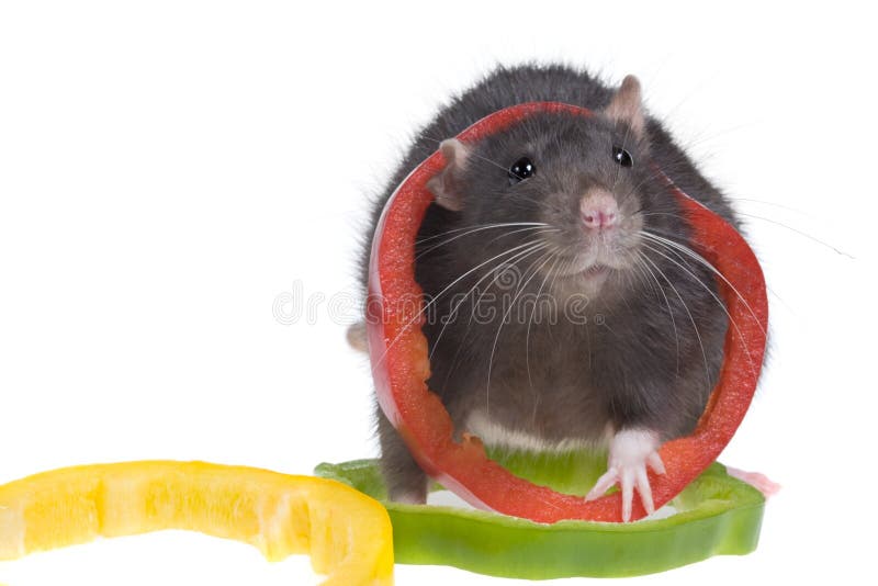 Rata divertida imagen de archivo. Imagen de objetos, rebanado - 5436893