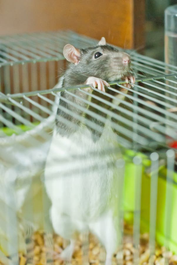 Rata Embarazada Fotos de stock - Fotos libres de regalías de Dreamstime