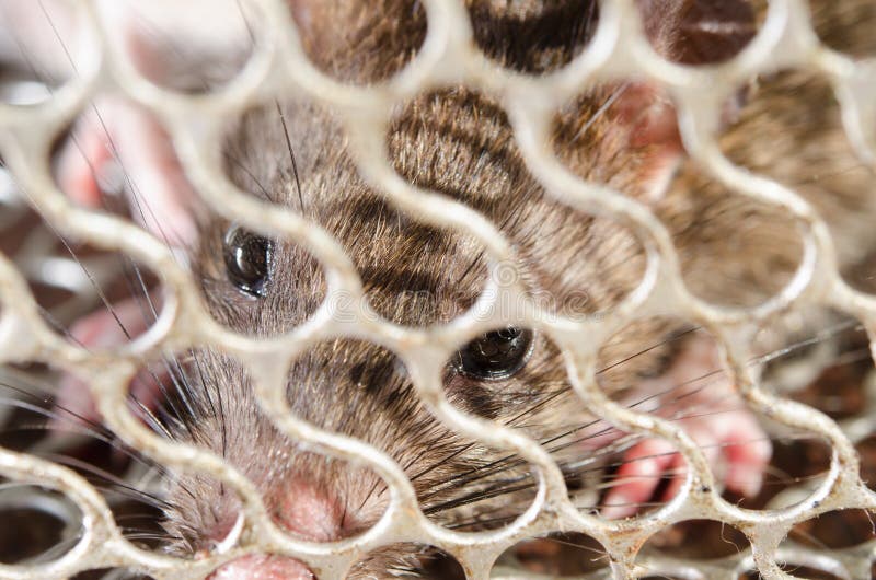 Rata en enjaulado imagen de archivo. Imagen de selectivo - 26022109
