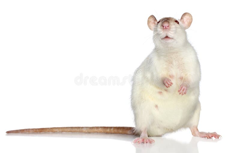 Rata en sus patas traseras foto de archivo. Imagen de estudio - 36103496