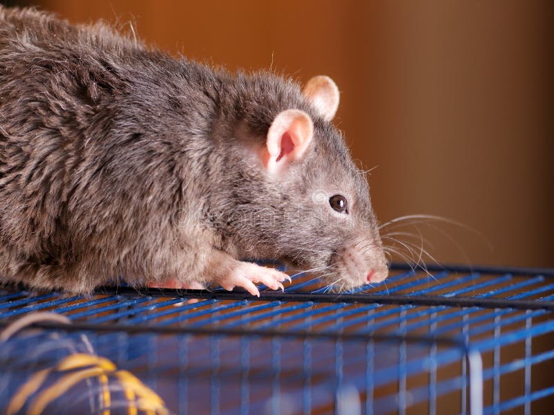 Rata en una jaula imagen de archivo. Imagen de pets, doméstico - 6186457
