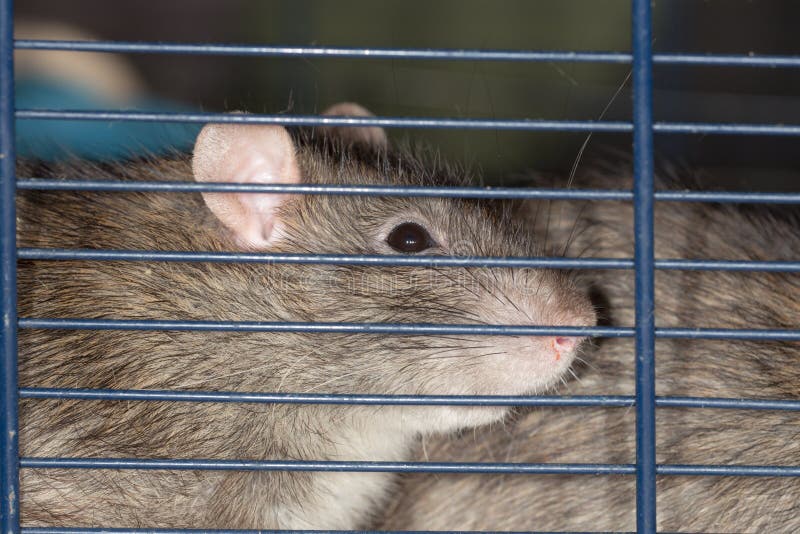 Rata en una jaula imagen de archivo. Imagen de pets, doméstico - 6186457