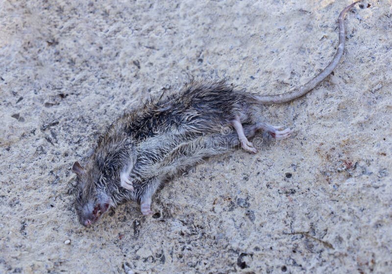 Rata Grande Muerta En La Calle Foto de archivo - Imagen de peligro ...