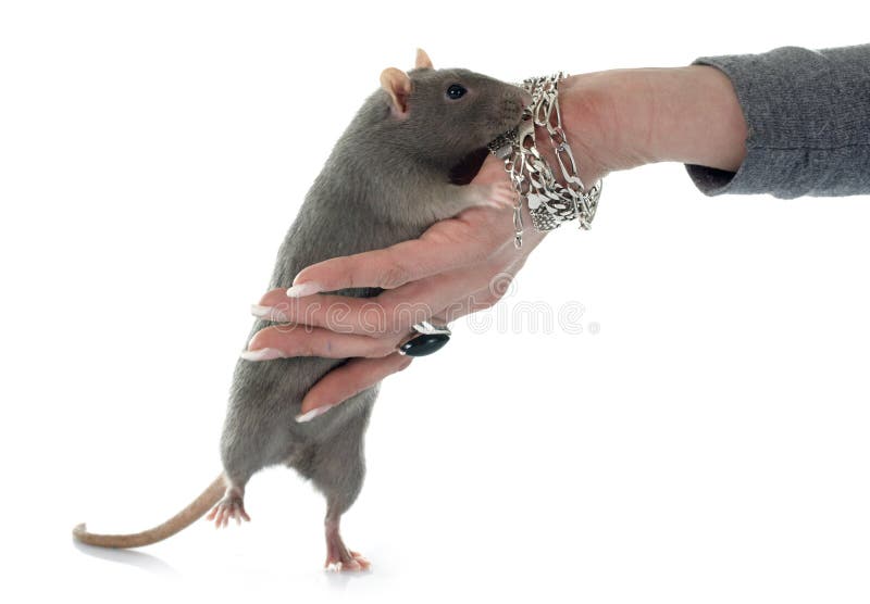 Rata gris imagen de archivo. Imagen de estudio, blanco - 50647239