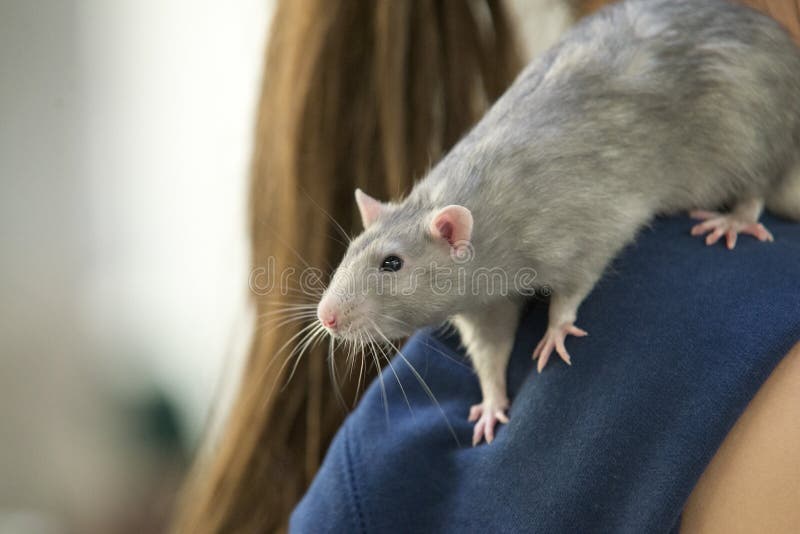 Rata gris imagen de archivo. Imagen de divertido, aislado - 16297855