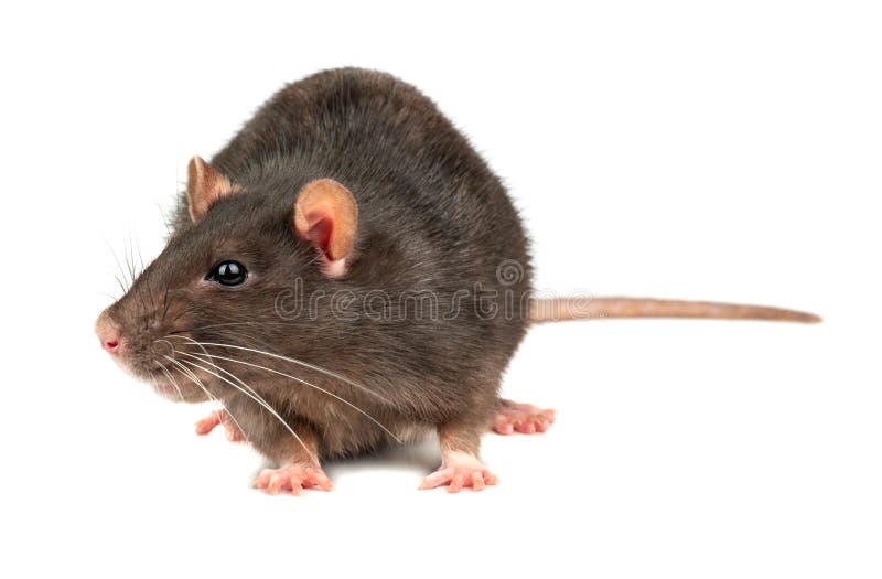 Rata gris aislada imagen de archivo. Imagen de mascota - 129375673