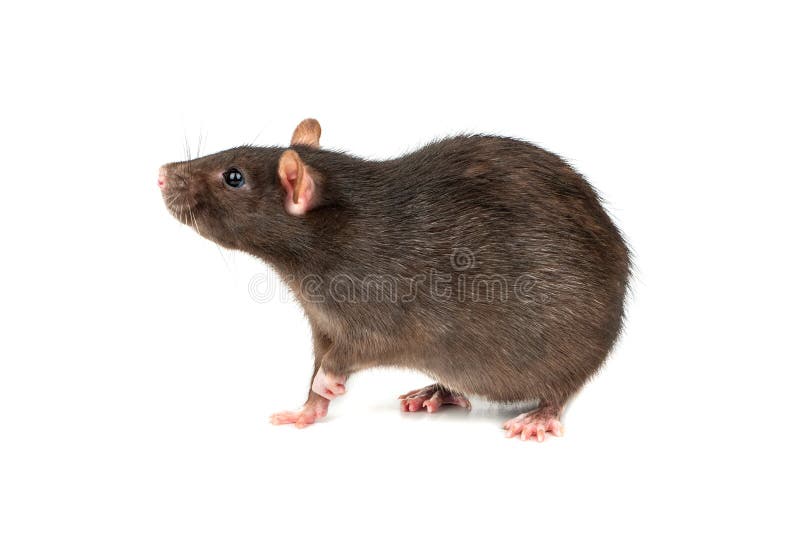 Rata gris aislada imagen de archivo. Imagen de mascotas - 129375679