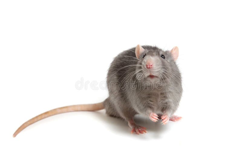 Rata Gris Aislada En El Fondo Blanco Imagen de archivo - Imagen de ...