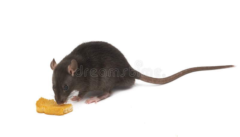 Rata gris aislada imagen de archivo. Imagen de cola - 188109595