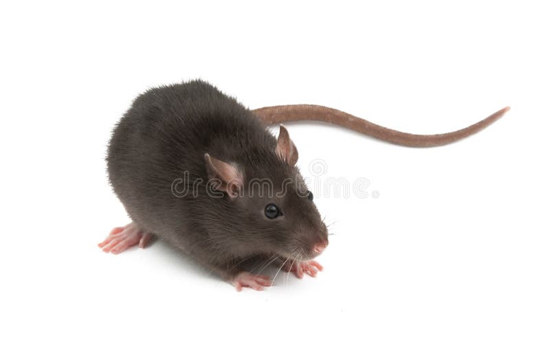 Rata gris aislada foto de archivo. Imagen de pelo, gris - 174336590