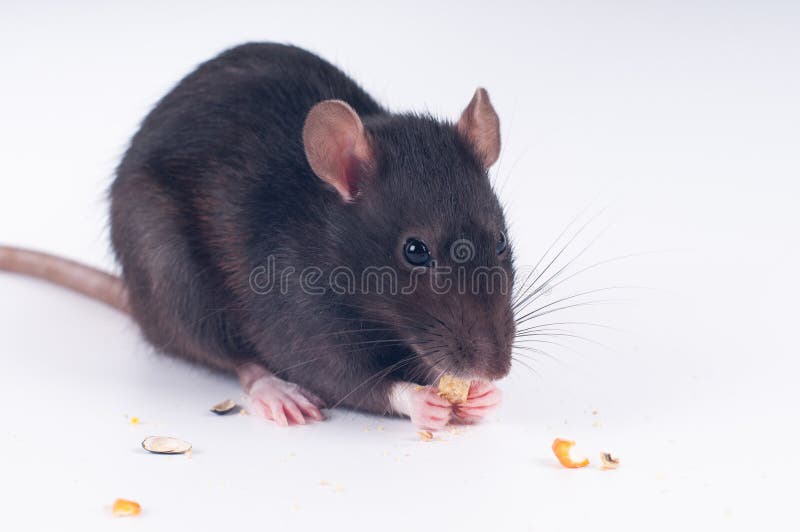 Rata Gris Que Come La Comida Seca En El Fondo Blanco Imagen de archivo ...
