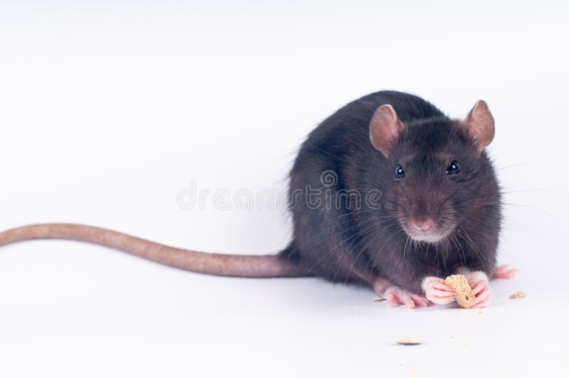 Rata Gris Que Come La Comida Seca En El Fondo Blanco Foto de archivo ...