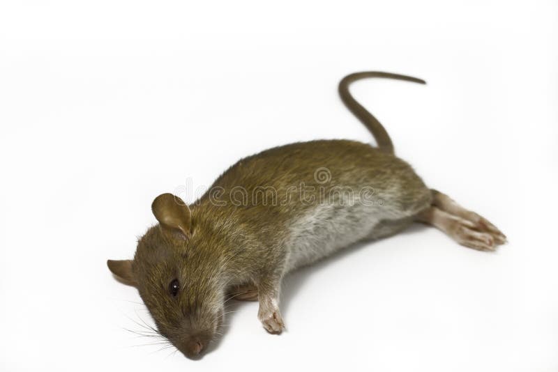 Rata muerta imagen de archivo. Imagen de melenudo, gris - 27013415