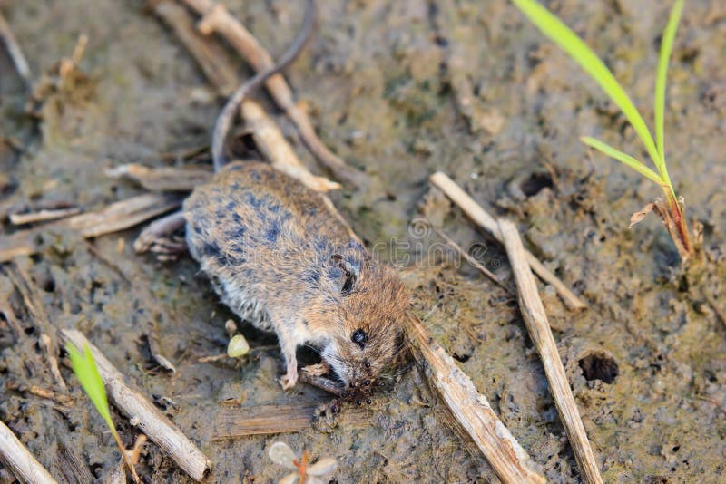 Rata muerta en la tierra foto de archivo. Imagen de muerte - 81365750