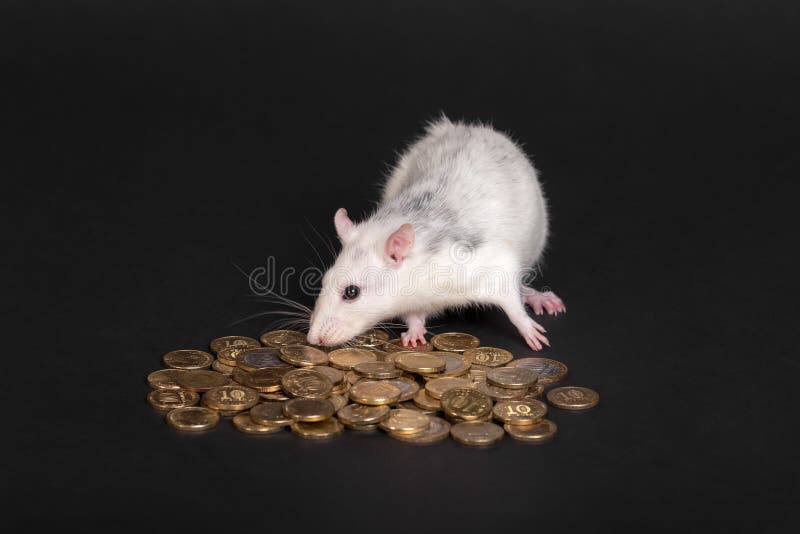 Rata Nacional Con Las Monedas Foto de archivo - Imagen de divisa ...