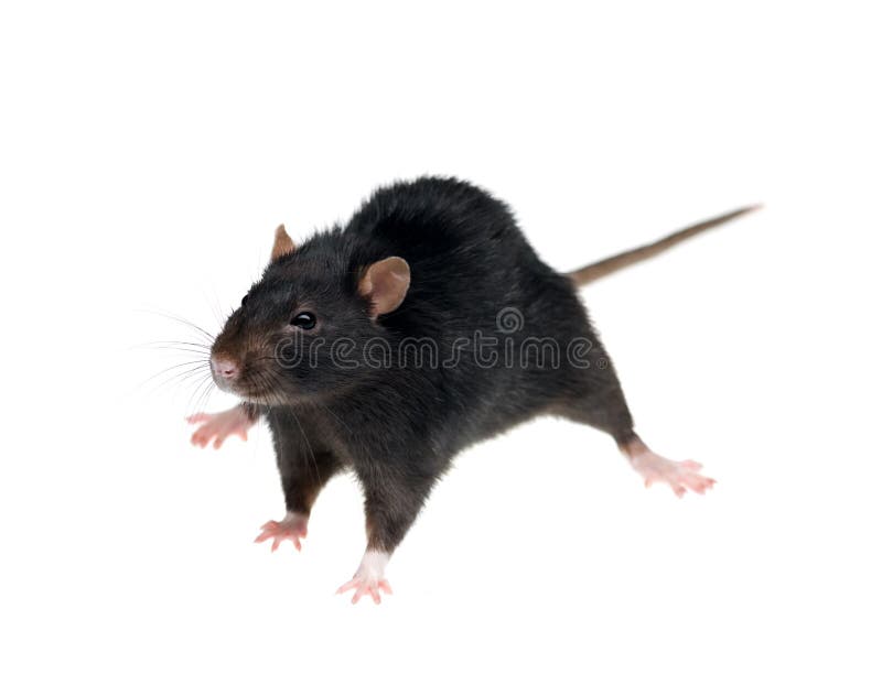Rata Negra, Rattus Rattus, Delante De Fondo Blanco Imagen de archivo ...