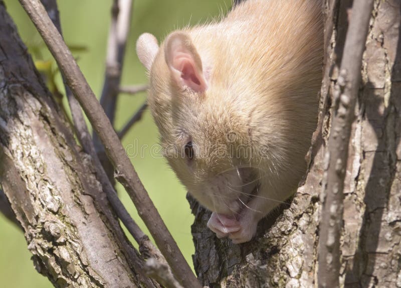 Rata que se lava la cara foto de archivo. Imagen de nariz - 40933464